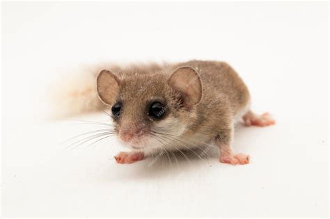 Premium Photo The Woodland Dormouse Graphiurus Murinus African Pygmy Dormouse Isolated On