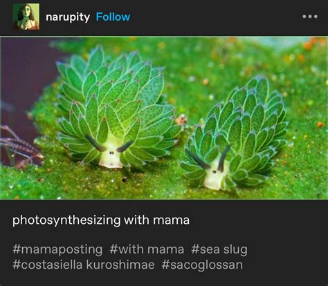 Best 13 Lets Endure For 618 632 Years With Mama Withmama Artofit