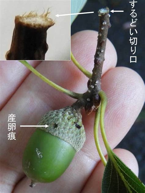 緑道にてハイイロチョッキリの産卵痕 自然観察日記