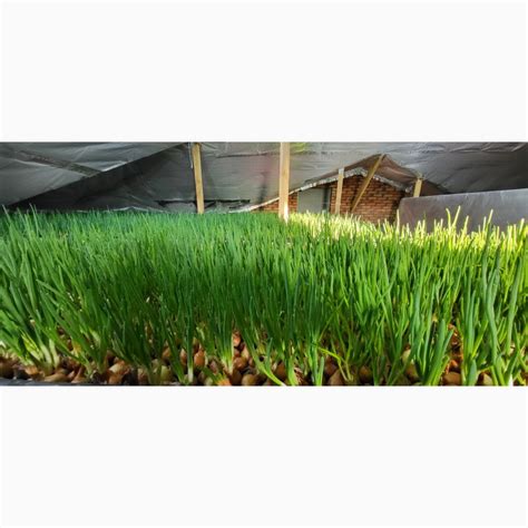 Продам зелену цибулю купити зелену цибулю — Agro Ukraine