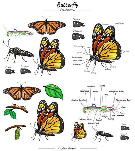 Butterfly Anatomy Animal Science Projects Butterfly Life Cycle