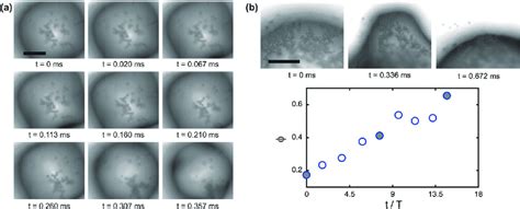 Migration Of Particles To The Antinodes Of Shape Oscillations A Download Scientific Diagram