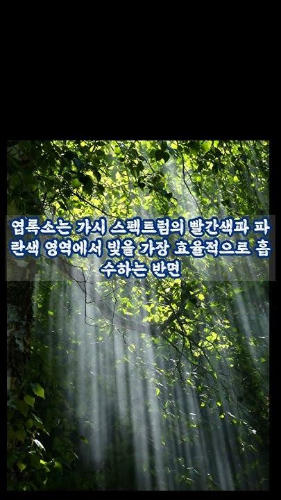 식물들이 초록색인 이유 Youtube