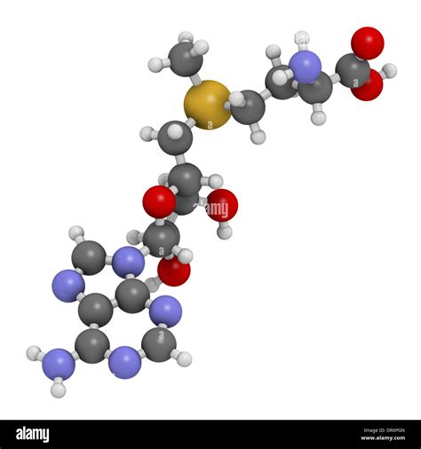 S Adenosyl Methionine Sam Molecule Essential In Several Metabolic Pathways Often Found In