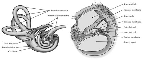 Basilar Membrane Diagram