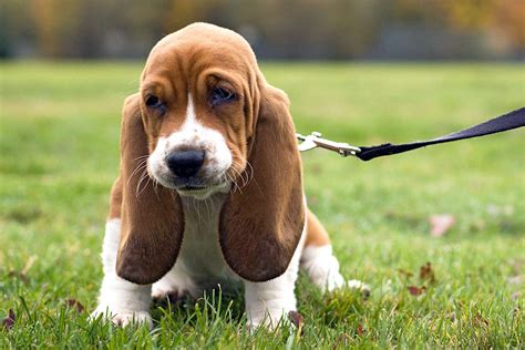 Basset Hound Dog Breed Information And Characteristics