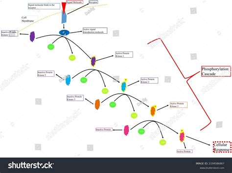 Phosphorylation Cascade Cell Signaling Stock Illustration 2194586867 Shutterstock