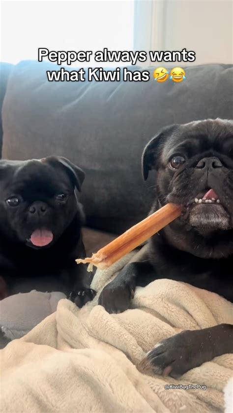 Why Are Pug Siblings Like This Kiwi Bug The Pug Facebook