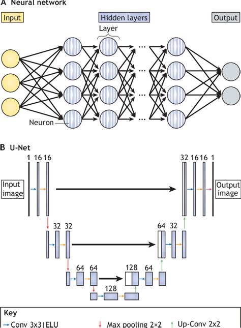 Figure 1 From Deep Learning For Bioimage Analysis In Developmental
