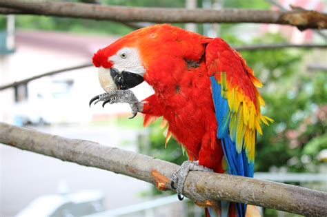 アカコンゴウインコおびひろ動物園探検隊