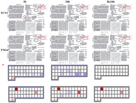 Meta Analysis Of Salt Stress Transcriptome Responses In Different Rice
