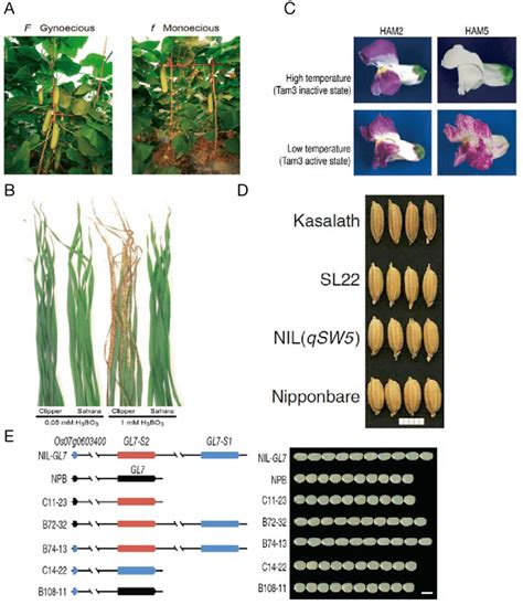 1 Functional Impact Of Structural Variations In Plant Genomes A Download Scientific Diagram