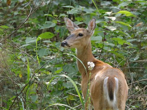 Doe A Deer Rhinestone Boot At Kathy Yancey Blog