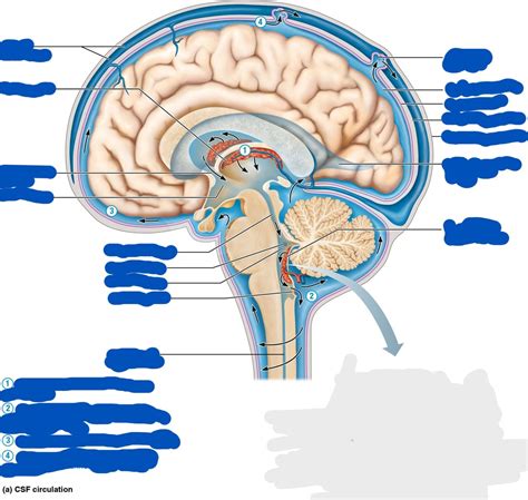 CSF Production Diagram Quizlet CSF Production Diagram Quizlet
