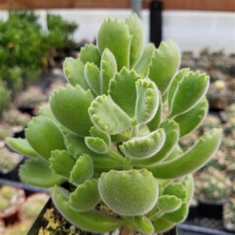 Cotyledon Ladismithiensis Planet Desert