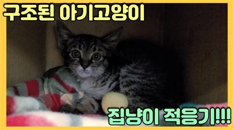 구조된 아기 길냥이 집냥이 적응기 Vlog 특별출연 루이 Youtube