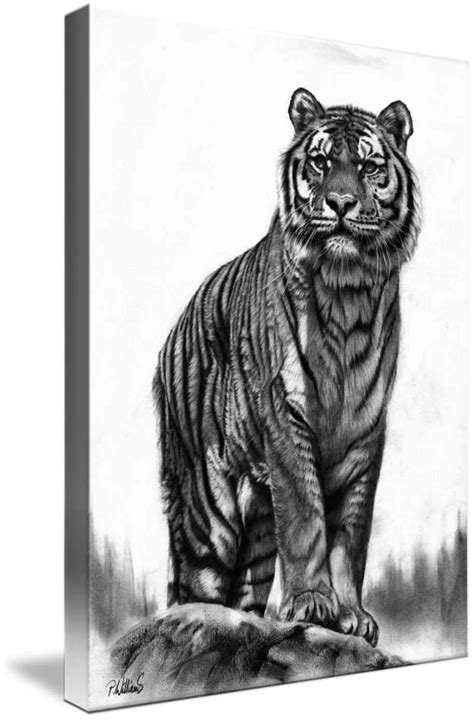 How To Draw A Realistic Tiger