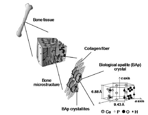 Hierarchical Bony Structure And The Dominant Constituents Of Collagen Download Scientific