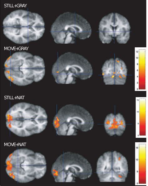 Figure 5 3 From Functional Magnetic Resonance Imaging During Natural Viewing Semantic Scholar