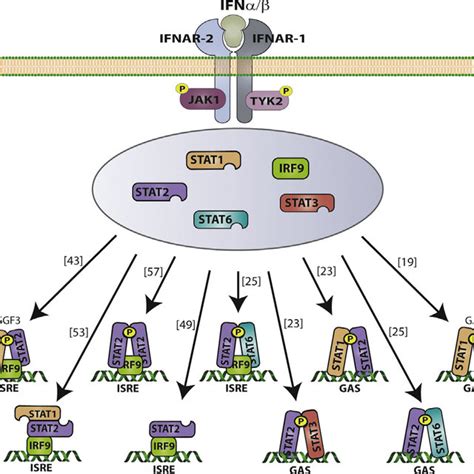 Stat And Irf Containing Complexes In Canonical And Alterative Ifn I Download Scientific Diagram