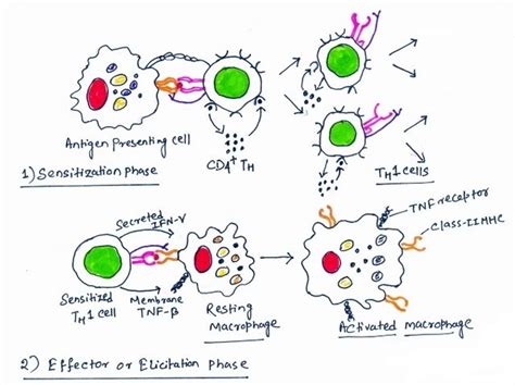 The Delayed Type Hypersensitivity A Cell Mediated Response Discover Biotech