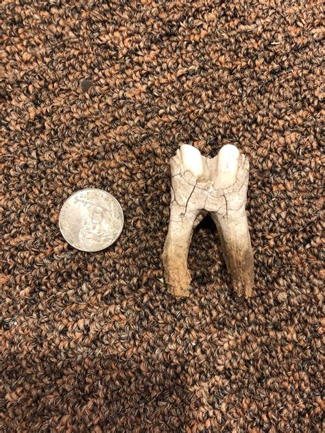 Mandibular Molar Given To Me By A Friend R Bonecollecting