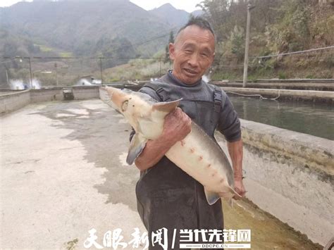 好山好水养好鱼紫云深山产出高端鱼味 养殖 河村 鱼塘