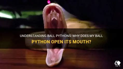 Understanding Ball Pythons Why Does My Ball Python Open Its Mouth