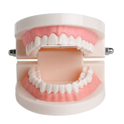 Adult Standard Dental Teaching Study Typodont Demo Grandado
