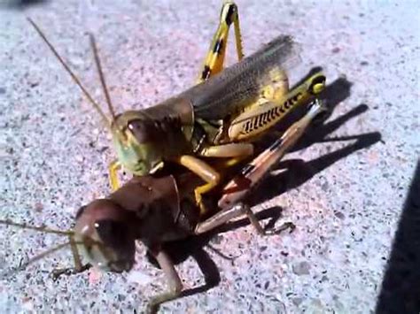 Crazy GrassHopper SEX YouTube