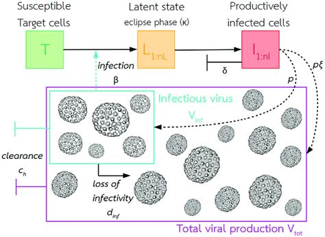 graphical representation of the within host model infectious viruses v