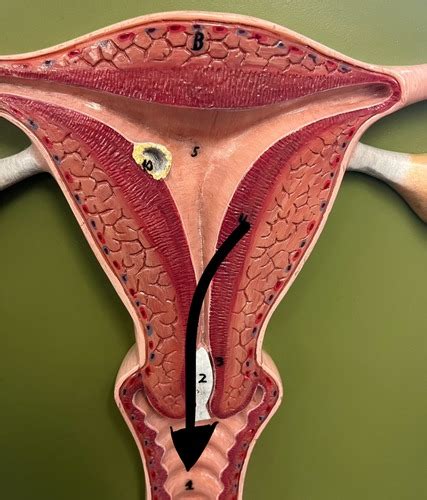 B Implantation Of The Blastocyst In The Uterus Model Flashcards Quizlet