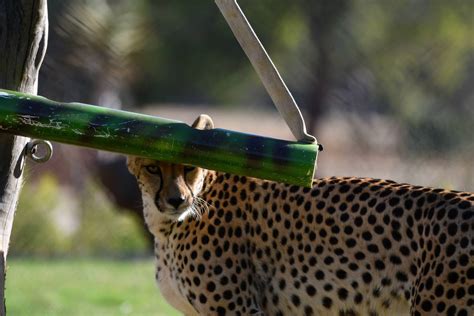 Sultry Cheetah Stare Enclosure By Thebootesartvoid On Deviantart