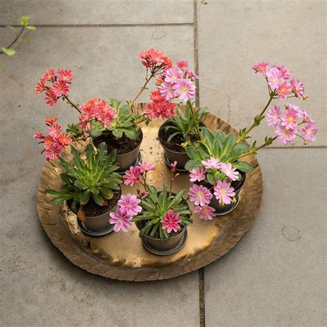 Buy Brass Tray