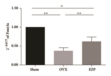 Ezp Upregulated Mrna Expressions Of Sirt1 Runx2 Foxo1 And Foxo3a And