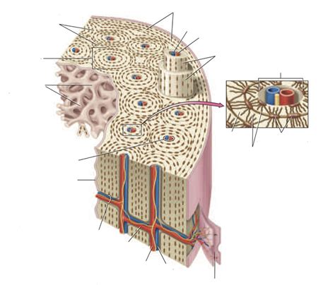 Chapter 7 Lab Diagram Quizlet