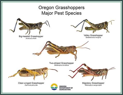 Types Of Grasshoppers Poster