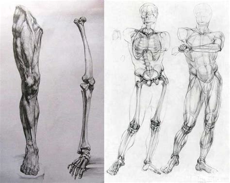 Human Leg Parts