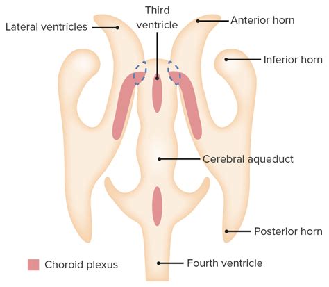 Zns Neurocranium Viscerocranium Entwicklung Lecturio