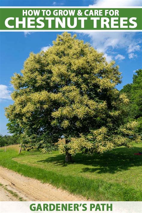 What Fertilizer For Chestnut Trees A Complete Guide My Heart Lives Here