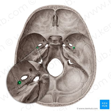 Foramen Spinosum Contents