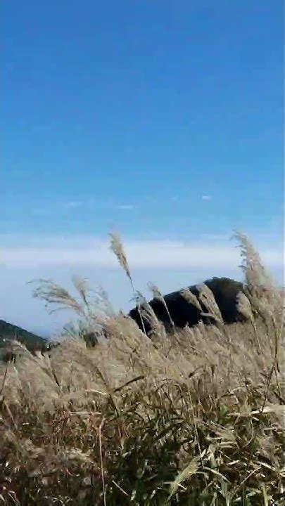 산정산 갈대 밭 풍경 바람소리 Youtube