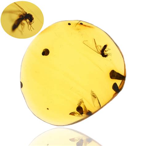 Isoptera Termite Fossil Insect Inclusion In Burmese Amber Etsy