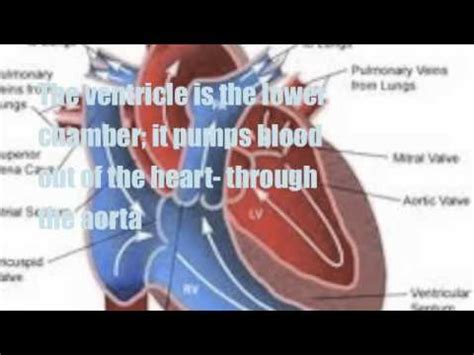Circulatory System Song With Lyrics YouTube
