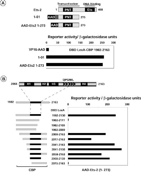 Figure 1 From A Conserved α Helical Motif Mediates The Binding Of