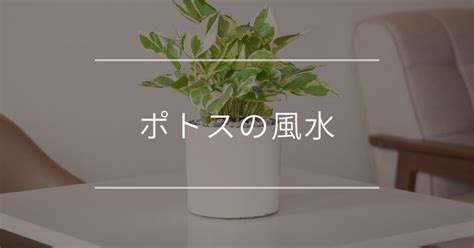 Magazine 観葉植物・お花の通販 And Plants アンドプランツ