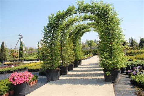 Питомники декоративных растений