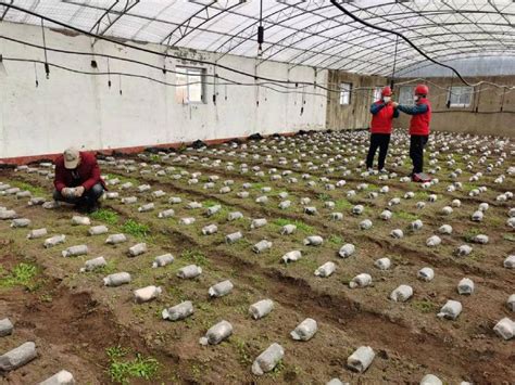 国网青岛市即墨区供电公司电力服务助春灌 田间地头志愿红 用电 北安