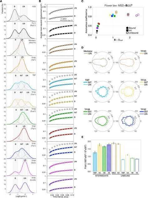 Spatio Temporal Coordination Of Transcription Preinitiation Complex Assembly In Live Cells Biorxiv