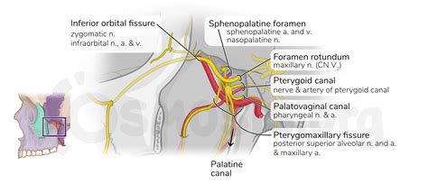 Pterygopalatine Fossa Diagram